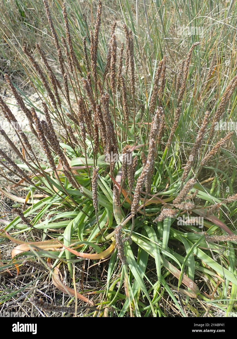 Sea Plantain (Plantago maritima) Plantae Stock Photo - Alamy