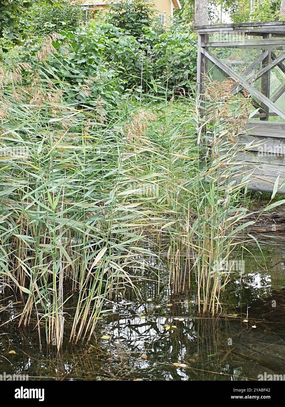 common reed (Phragmites australis) Plantae Stock Photo - Alamy