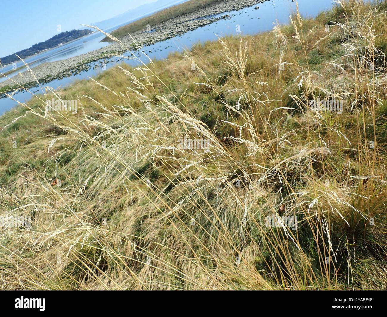 tufted hair grass (Deschampsia cespitosa) Plantae Stock Photo - Alamy