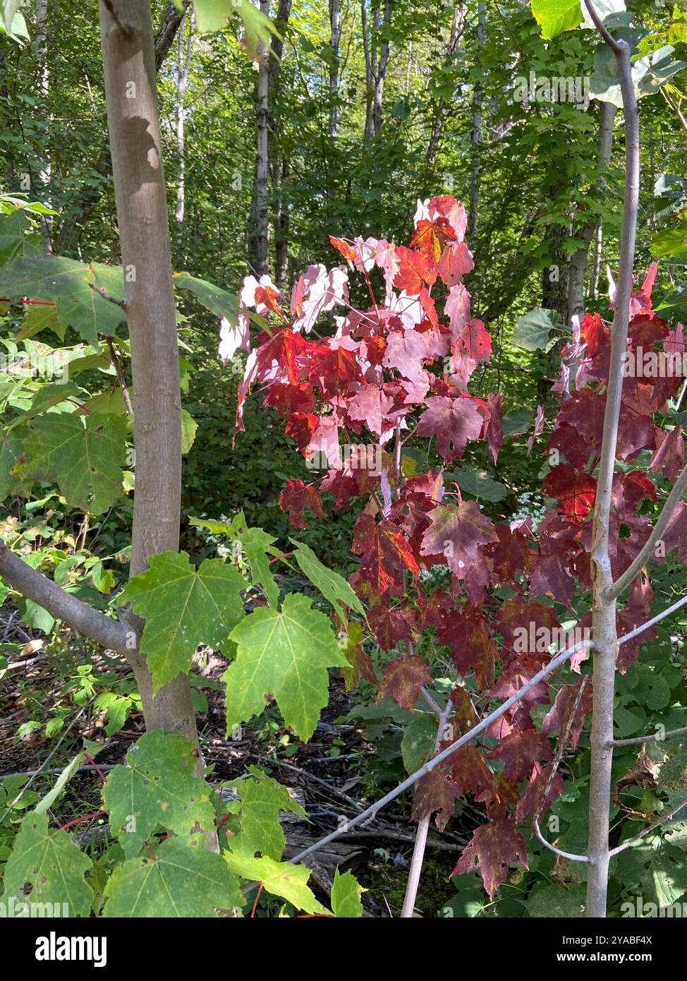 red maple (Acer rubrum) Plantae Stock Photo - Alamy