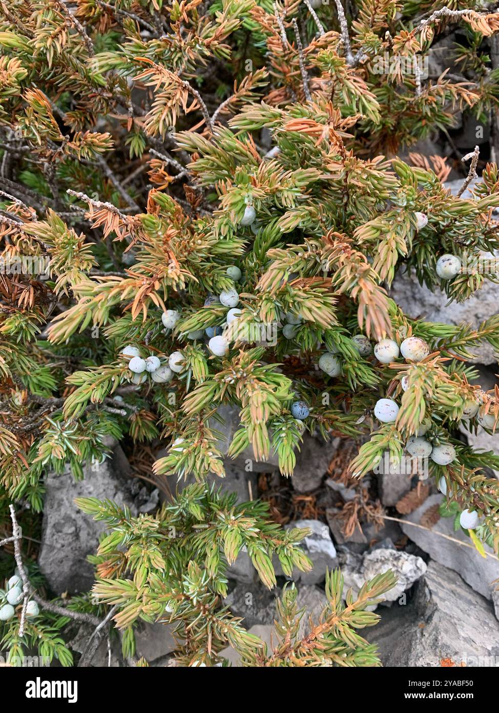 common juniper (Juniperus communis) Plantae Stock Photo - Alamy