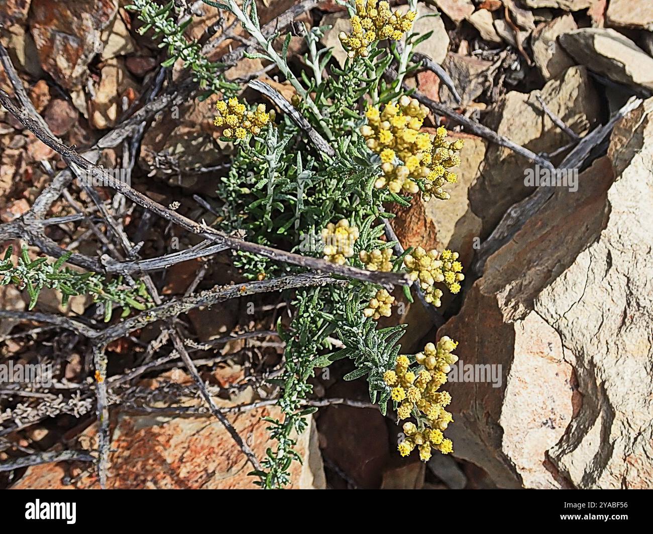 Rose Everlasting (Helichrysum rosum rosum) Plantae Stock Photo - Alamy
