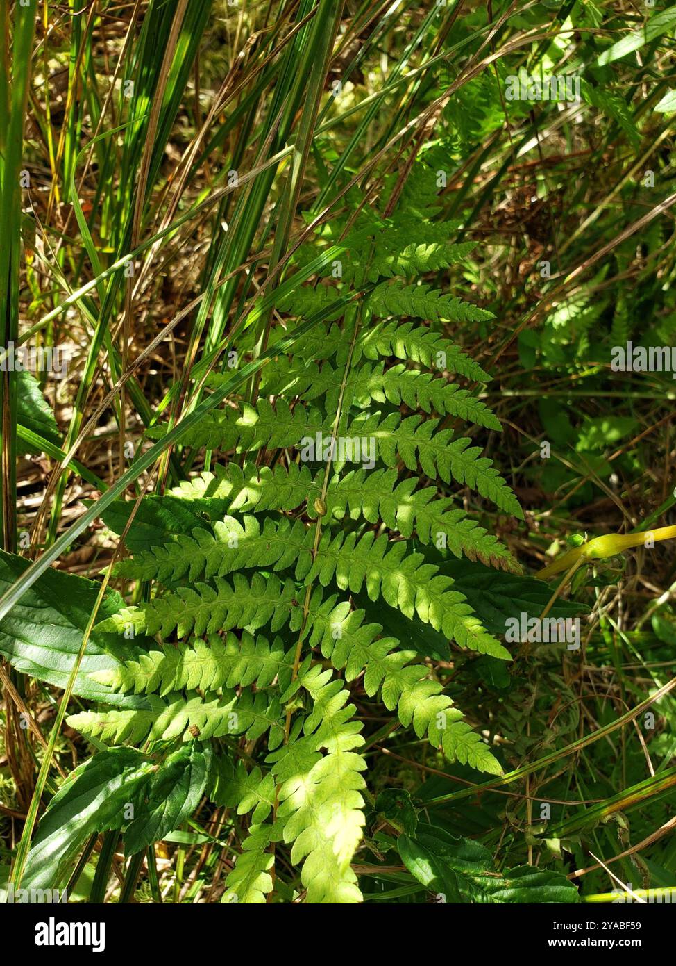 marsh fern (Thelypteris palustris) Plantae Stock Photo - Alamy