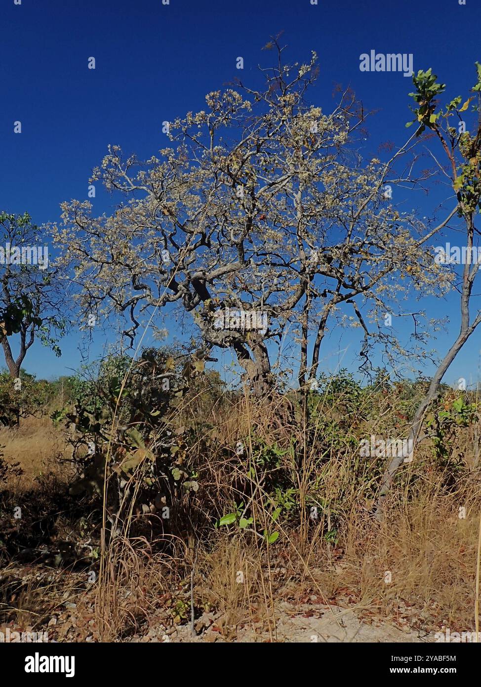 Cagaita (Eugenia dysenterica) Plantae Stock Photo - Alamy