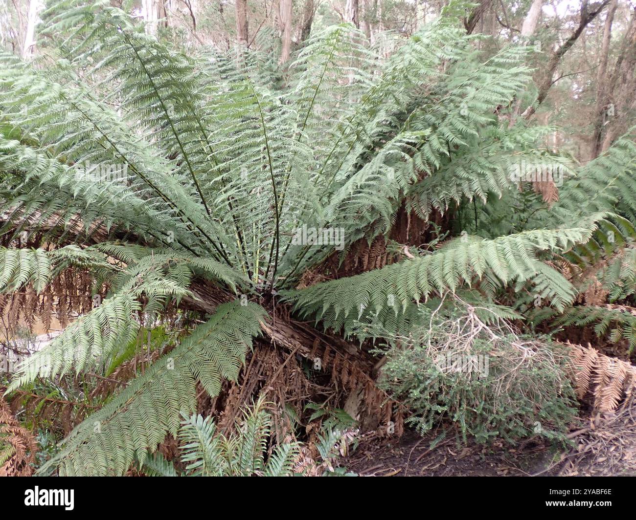 man fern (Dicksonia antarctica) Plantae Stock Photo - Alamy