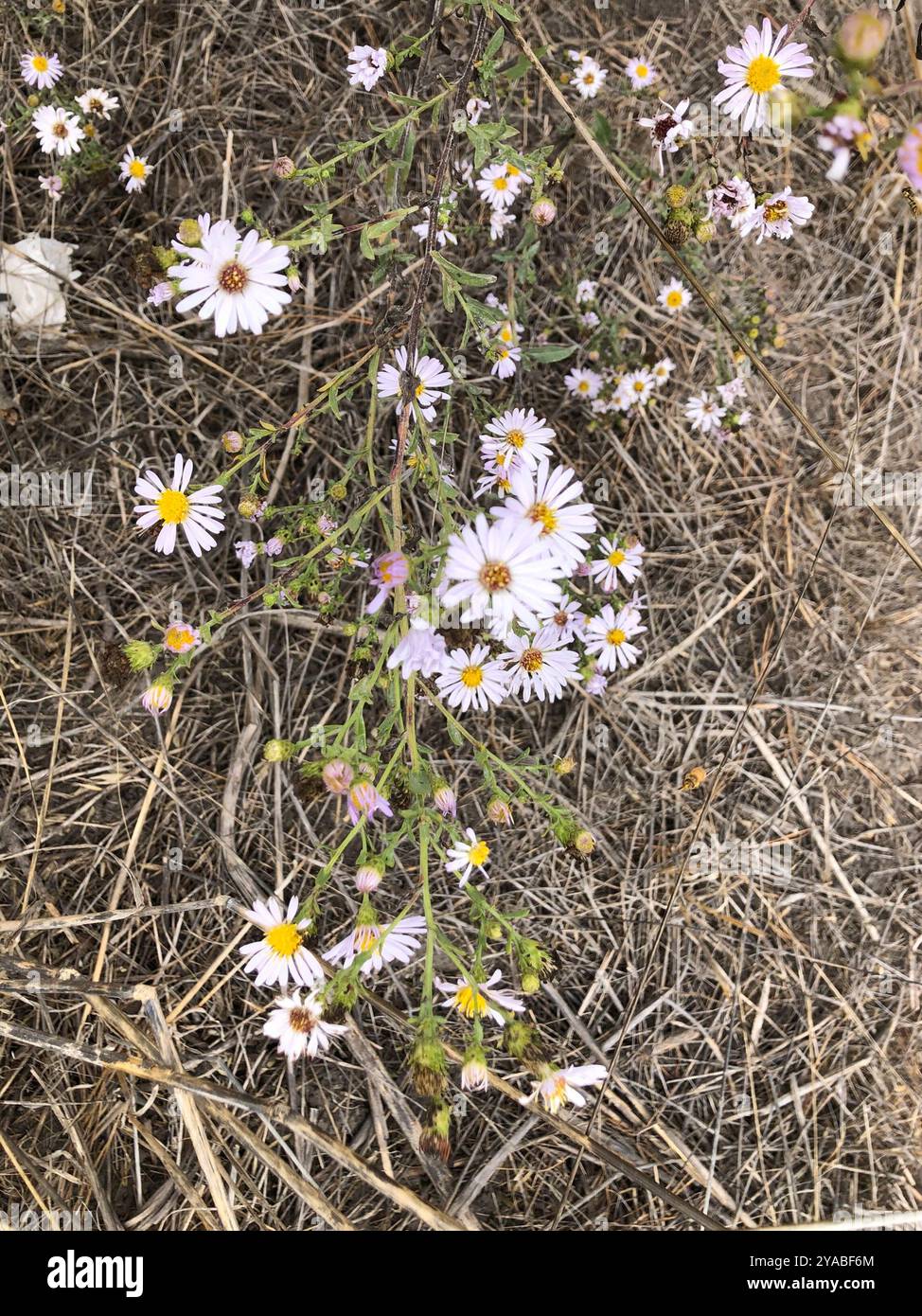 Pacific Aster (Symphyotrichum chilense) Plantae Stock Photo - Alamy