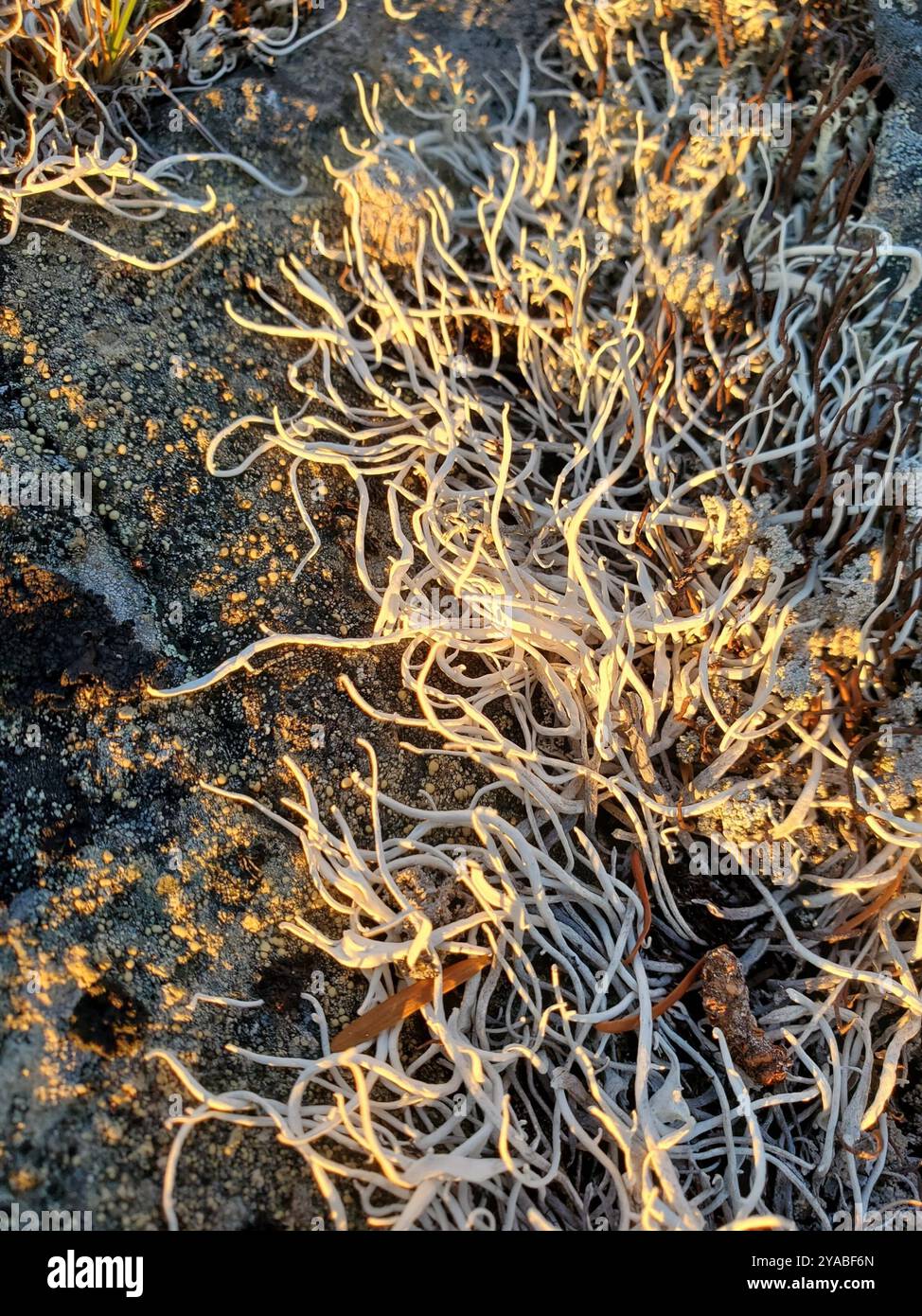 (Thamnolia vermicularis vermicularis) Fungi Stock Photo - Alamy