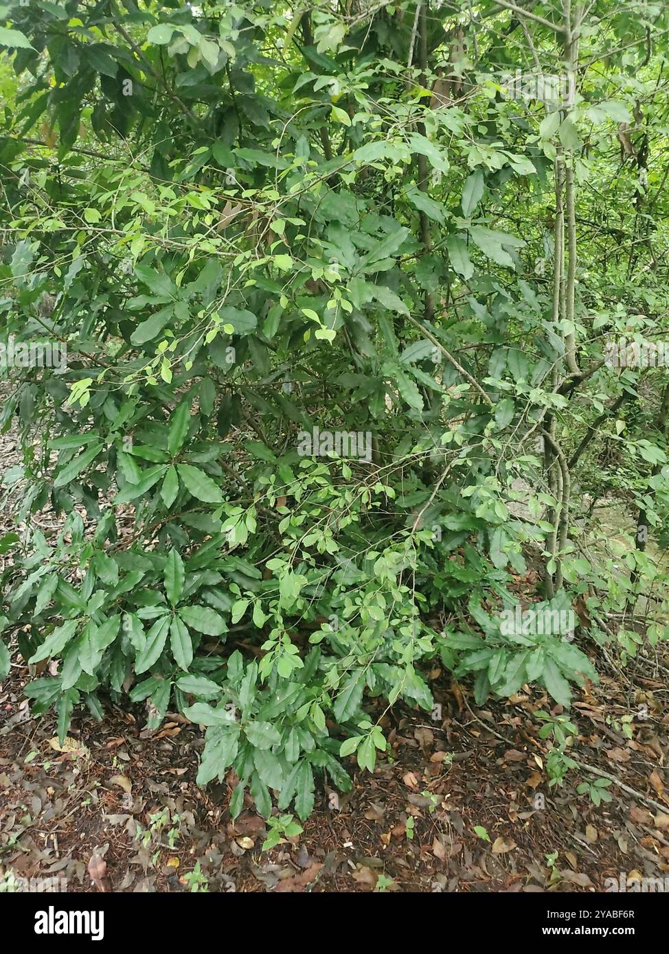 Chinese Photinia (Photinia serratifolia) Plantae Stock Photo - Alamy