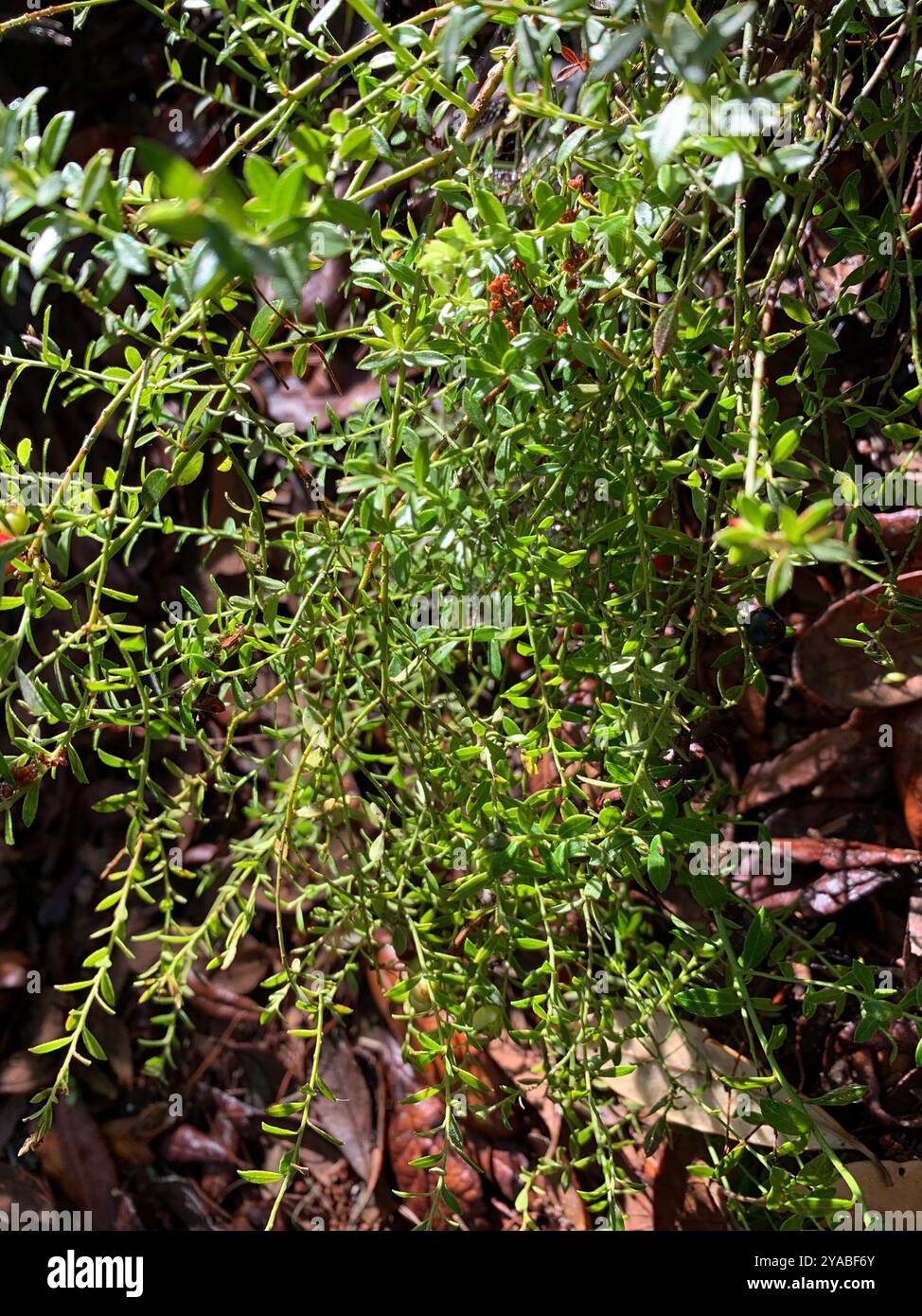 Shiny blueberry (Vaccinium myrsinites) Plantae Stock Photo - Alamy