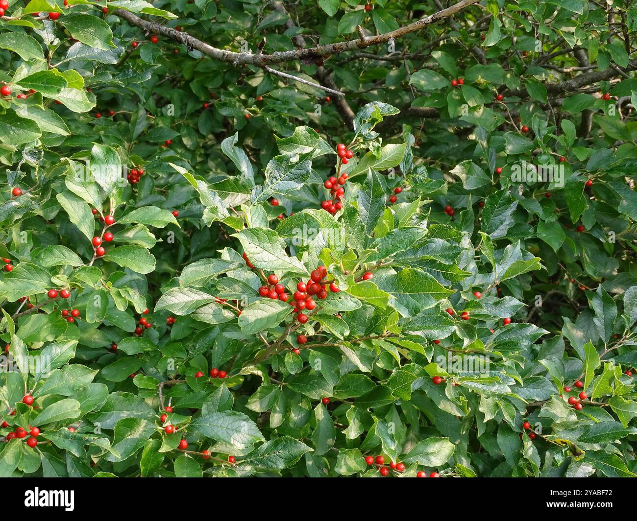 winterberry holly (Ilex verticillata) Plantae Stock Photo - Alamy
