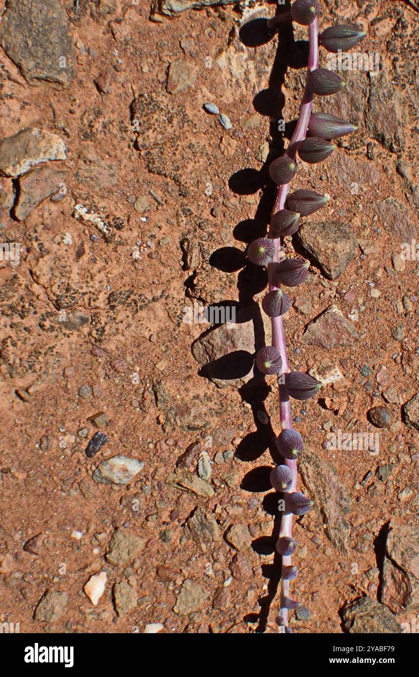 String of Bananas (Curio radicans) Plantae Stock Photo - Alamy