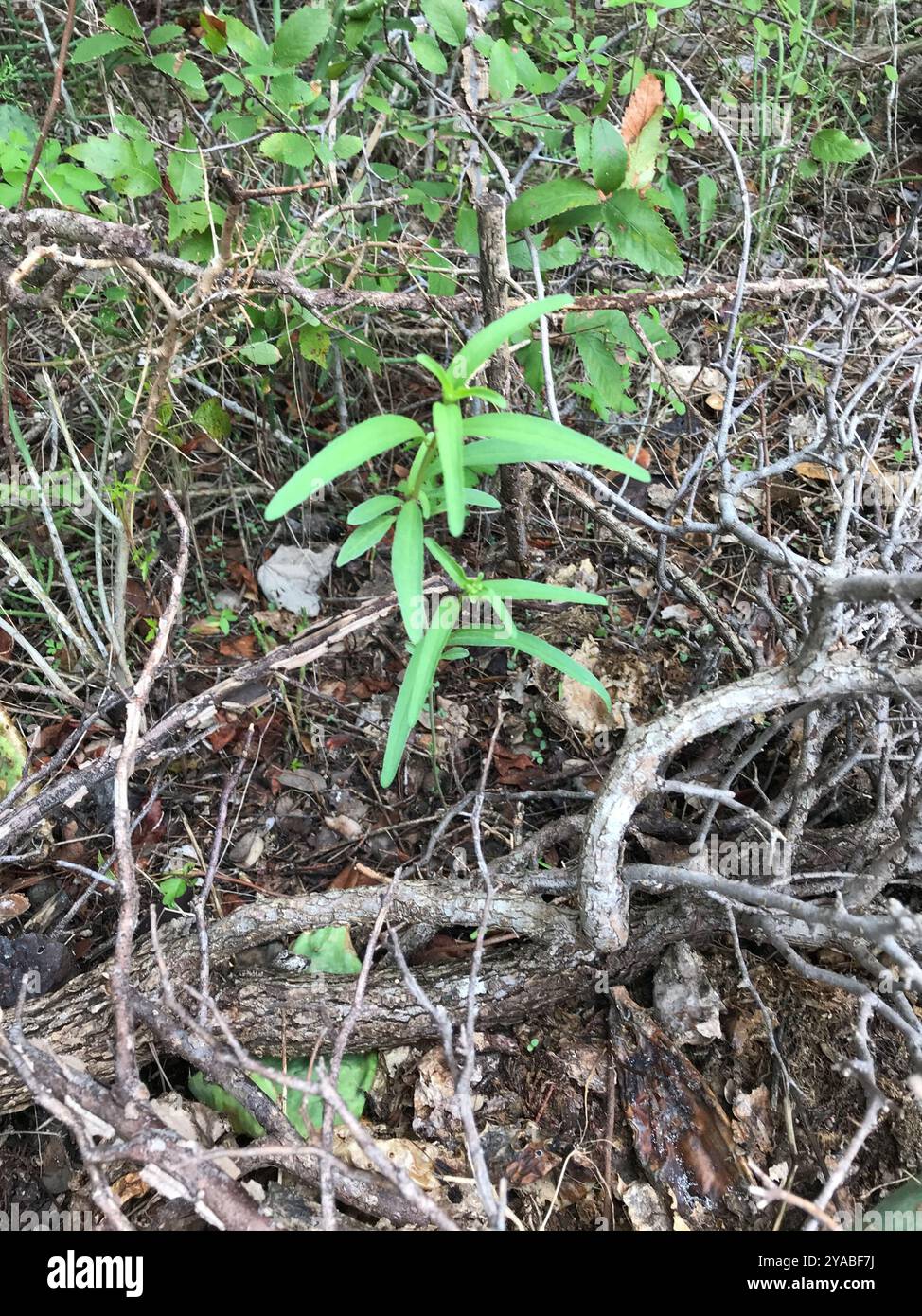 Narrowleaf Four o'Clock (Mirabilis linearis) Plantae Stock Photo - Alamy
