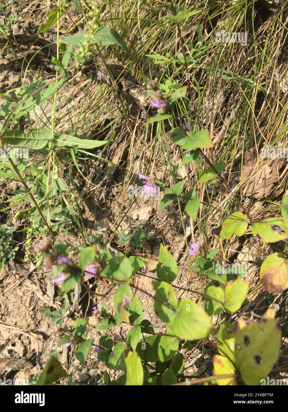 common dittany (Cunila origanoides) Plantae Stock Photo - Alamy