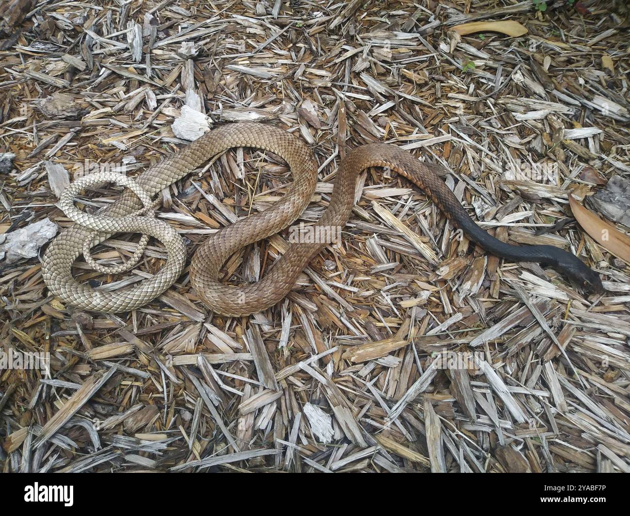 Coachwhip (Masticophis flagellum) Reptilia Stock Photo - Alamy