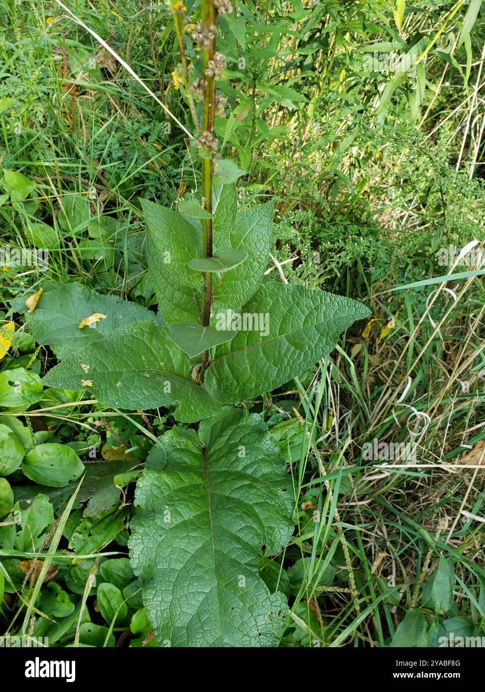 Dark Mullein (Verbascum nigrum) Plantae Stock Photo - Alamy