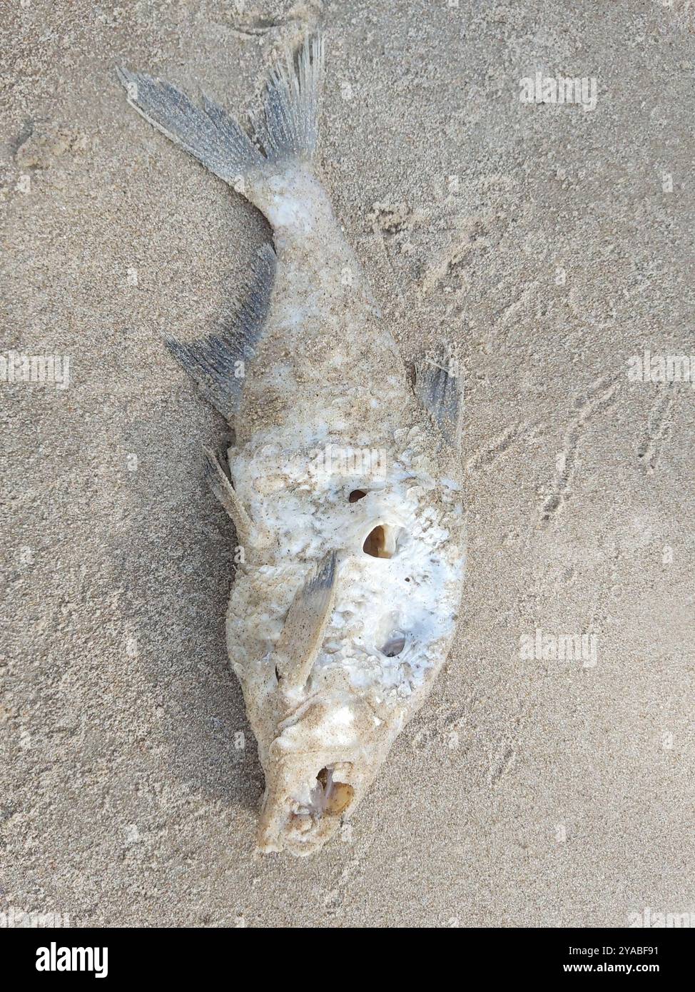 Common Bream (Abramis brama) Actinopterygii Stock Photo - Alamy