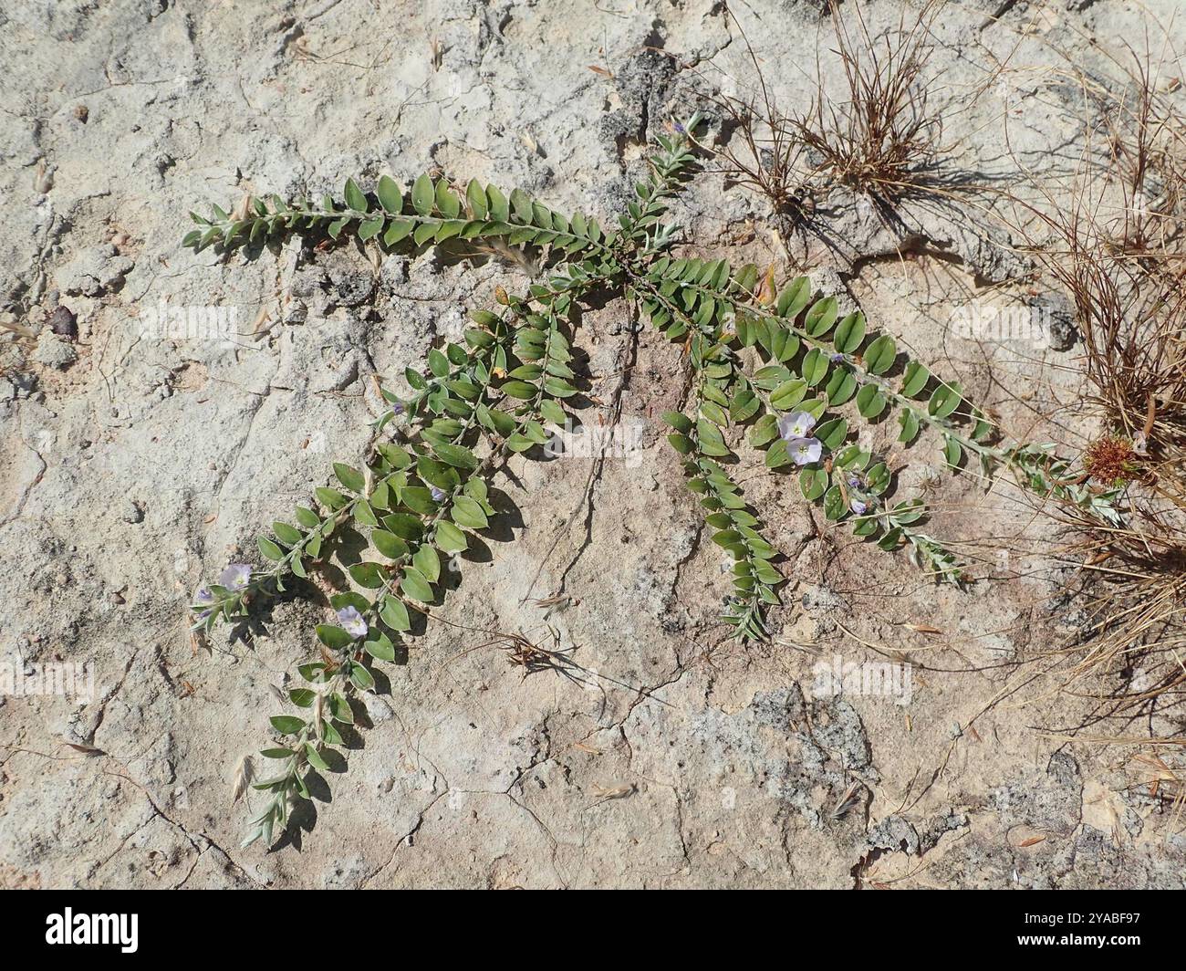 silky evolvulus (Evolvulus sericeus) Plantae Stock Photo - Alamy