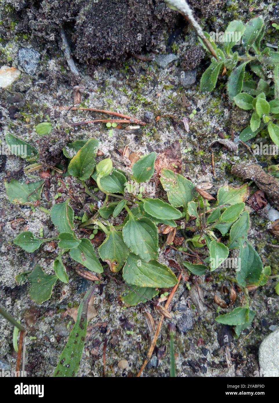 Heath Dog-Violet (Viola canina) Plantae Stock Photo - Alamy
