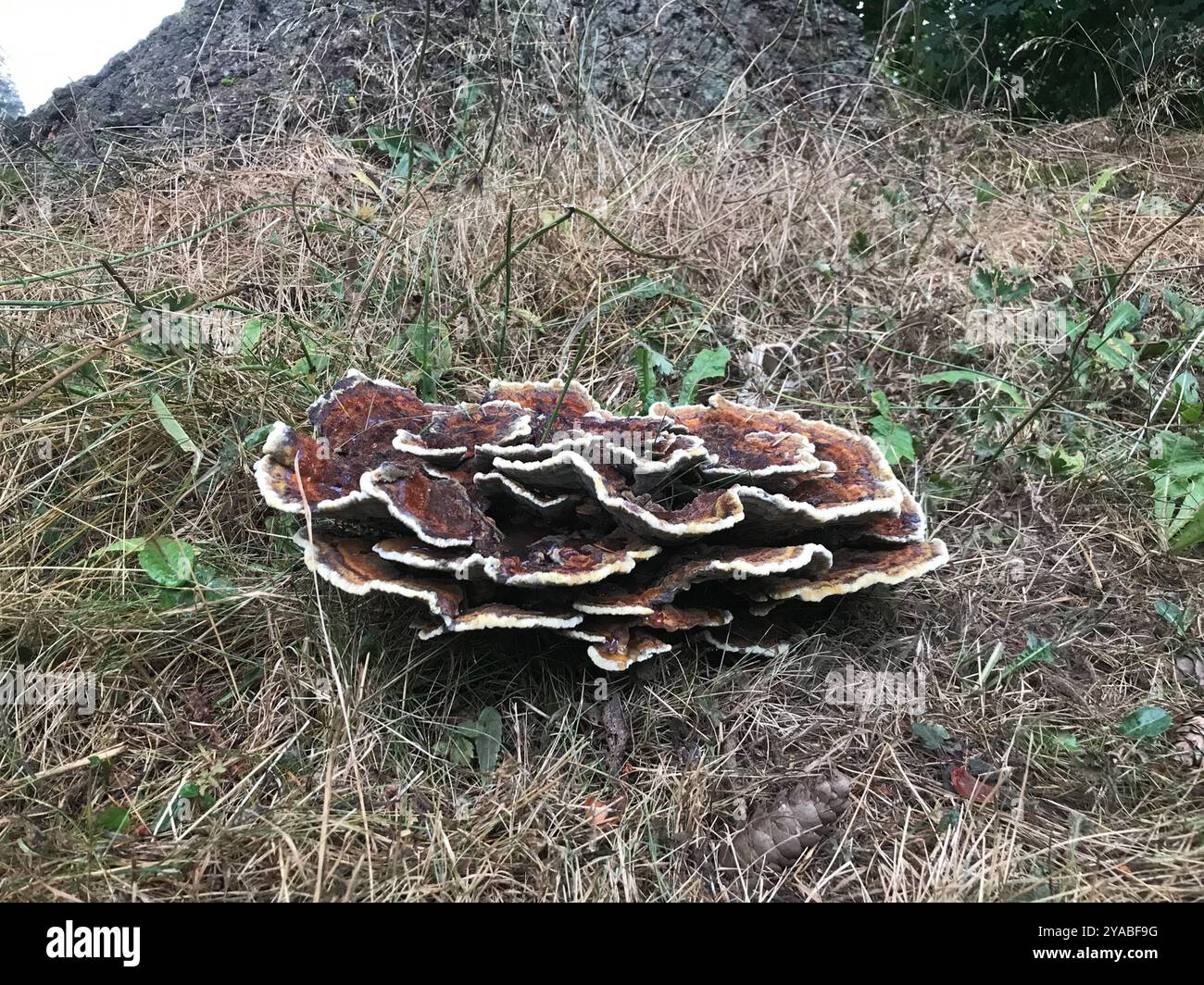 Dyer's Polypore (Phaeolus schweinitzii) Fungi Stock Photo - Alamy