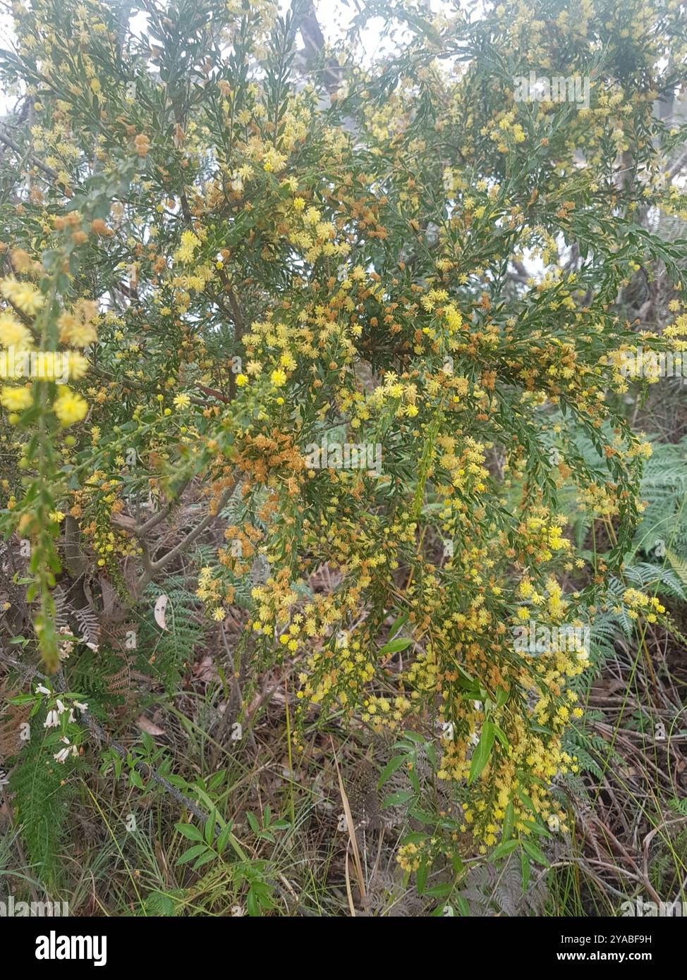 Kangaroo thorn (Acacia paradoxa) Plantae Stock Photo - Alamy