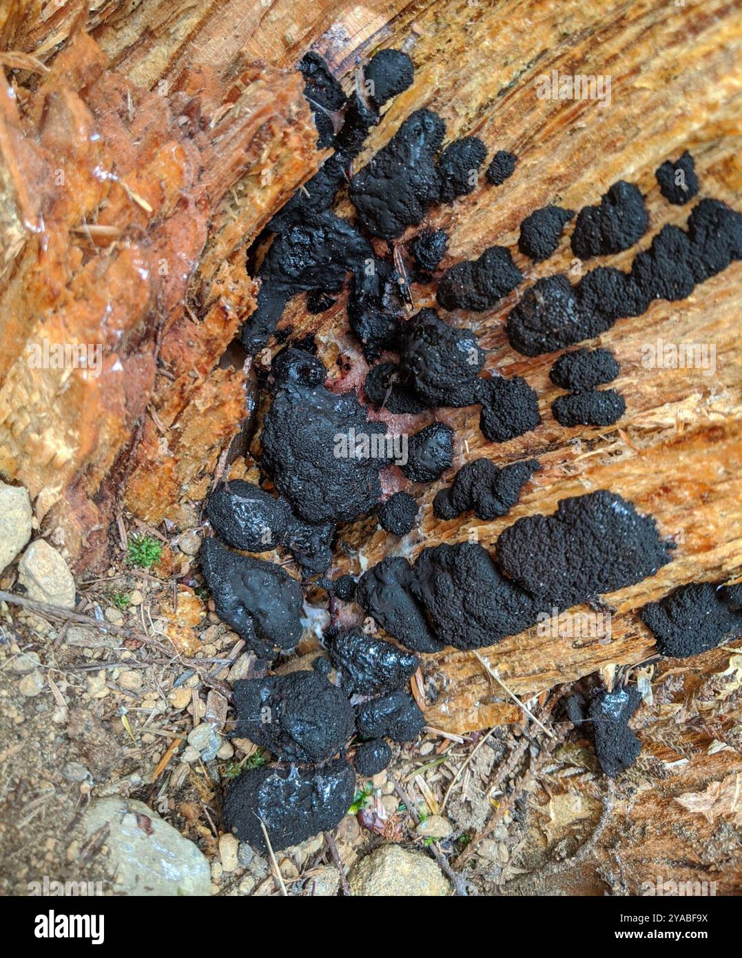 true slime molds (Myxomycetes) Protozoa Stock Photo - Alamy