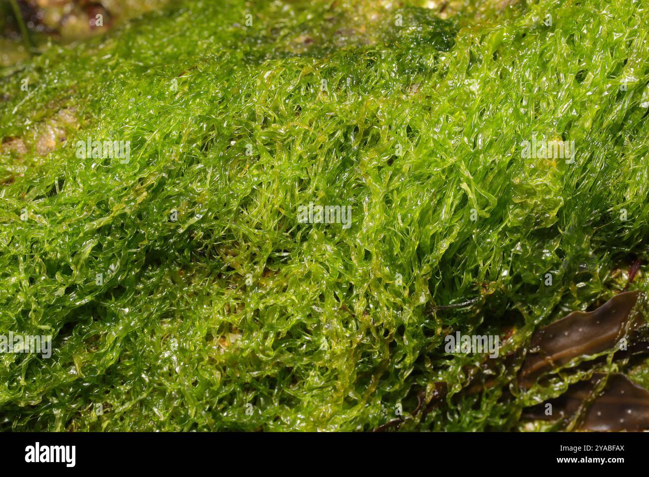 Gutweed (Ulva intestinalis) Plantae Stock Photo - Alamy