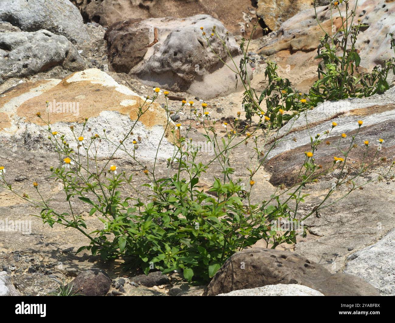 White beggarticks (Bidens alba) Plantae Stock Photo - Alamy