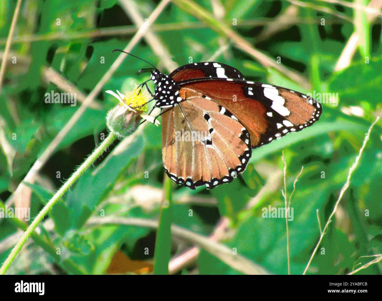 African Monarch (Danaus chrysippus orientis) Insecta Stock Photo - Alamy