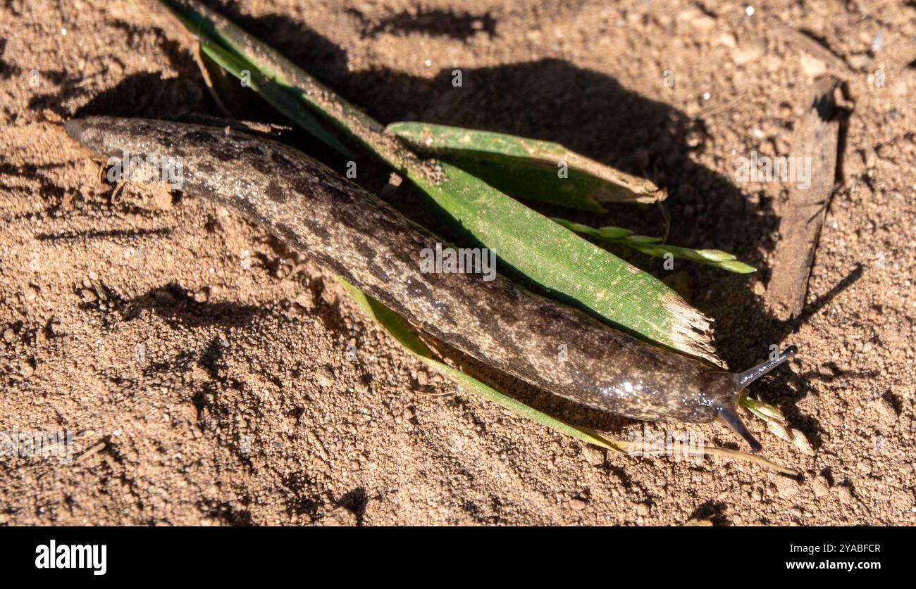 Changeable Mantleslug (Megapallifera mutabilis) Mollusca Stock Photo ...