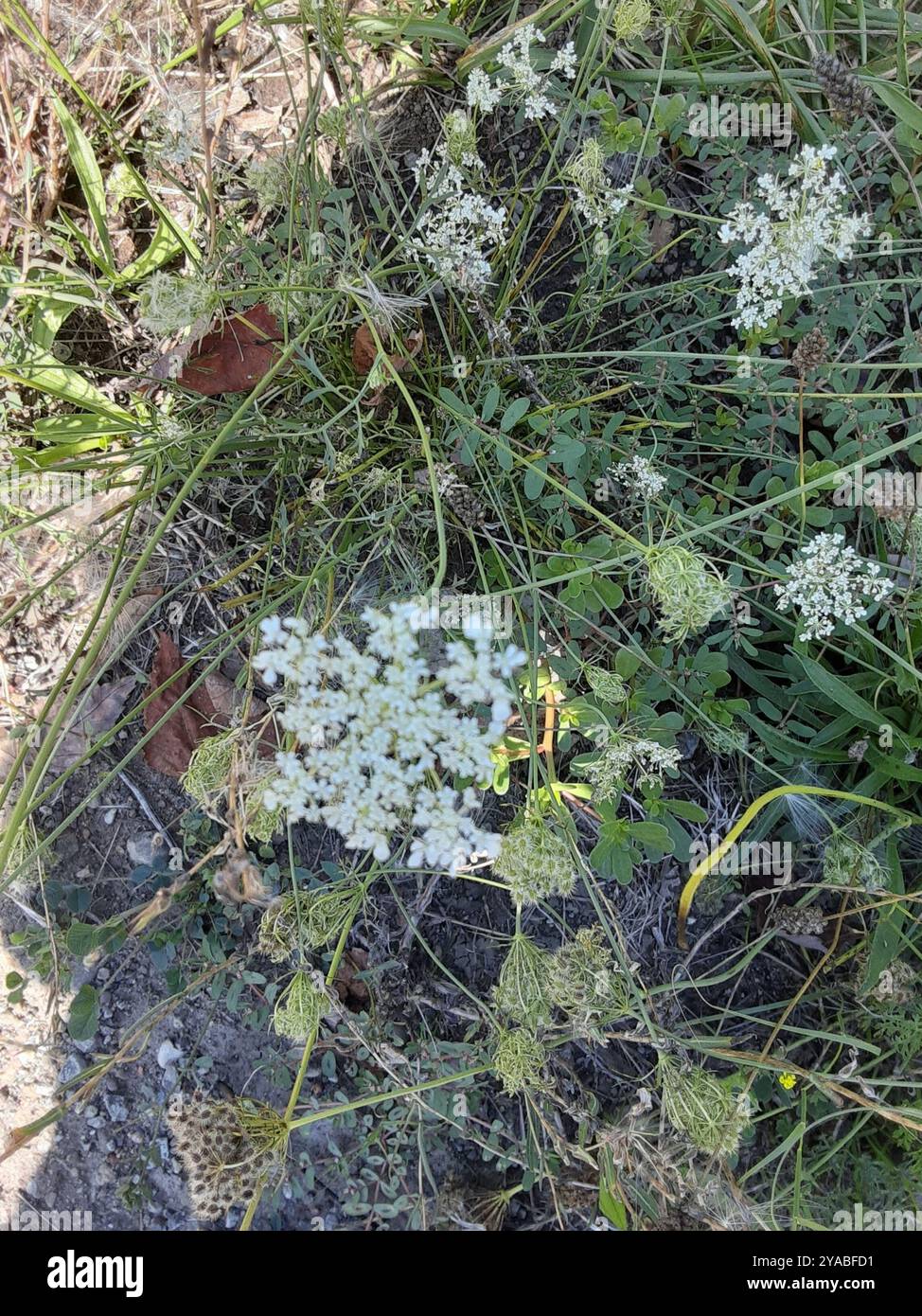wild carrot (Daucus carota) Plantae Stock Photo - Alamy