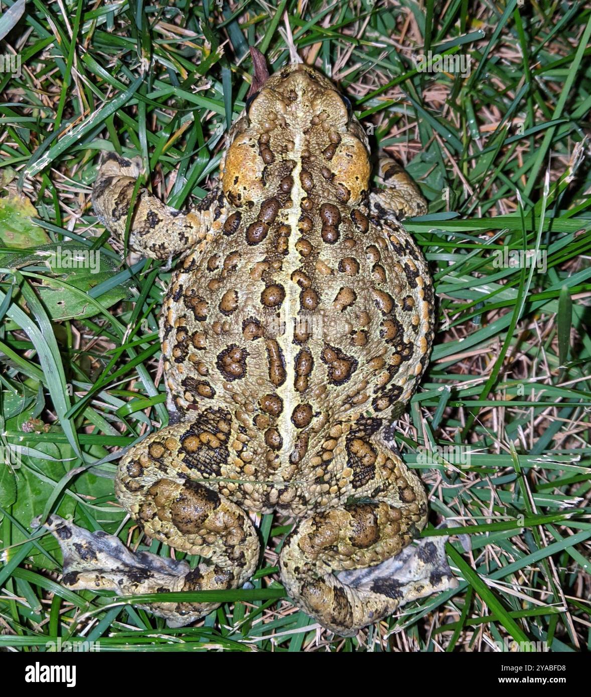 Western Toad (Anaxyrus boreas) Amphibia Stock Photo - Alamy