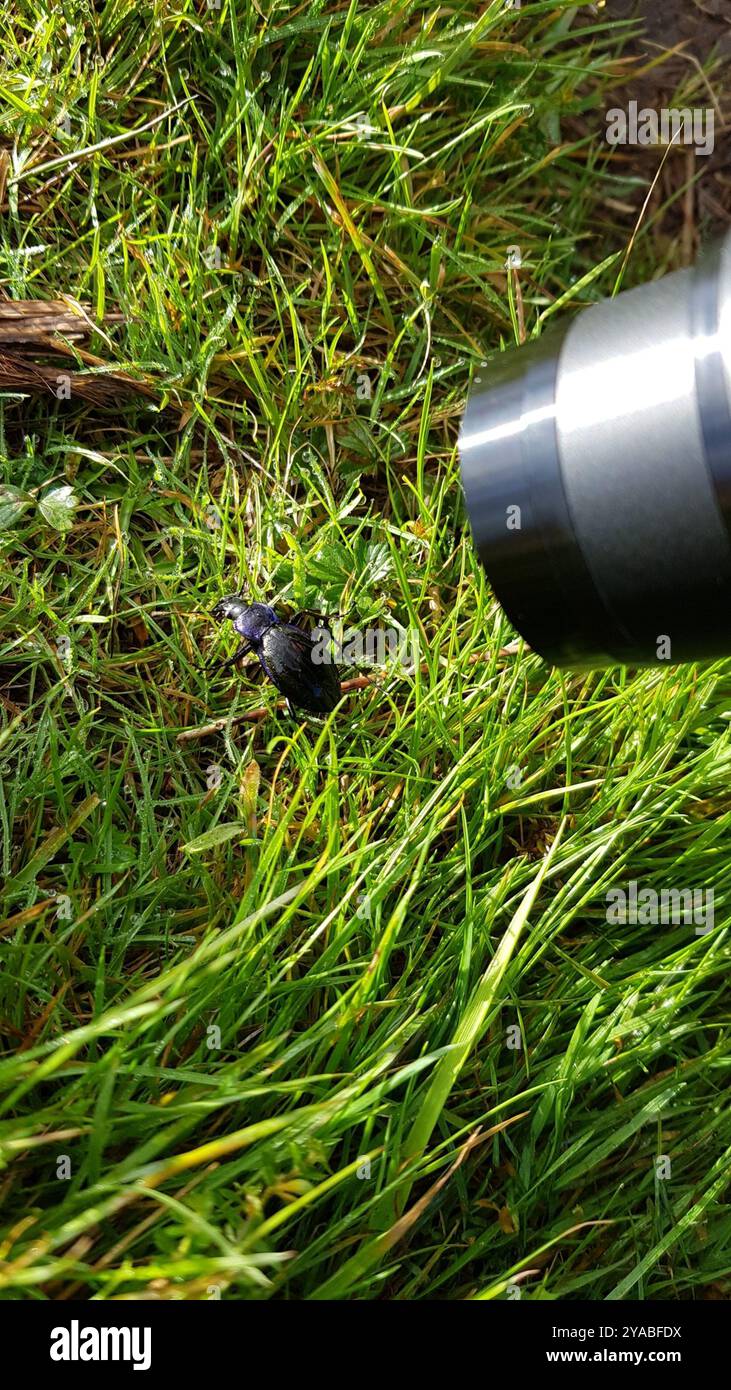 Rough Violet Ground Beetle (Carabus problematicus) Insecta Stock Photo ...