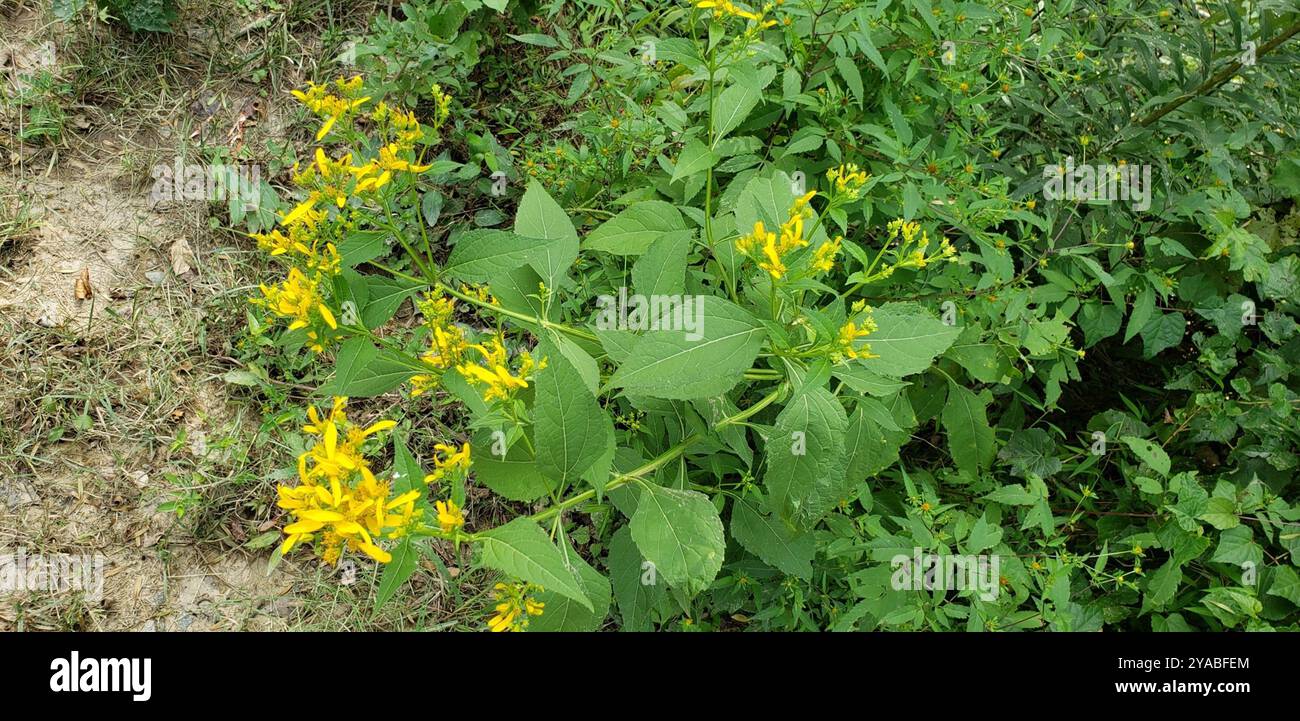 Yellow Crownbeard (Verbesina occidentalis) Plantae Stock Photo - Alamy