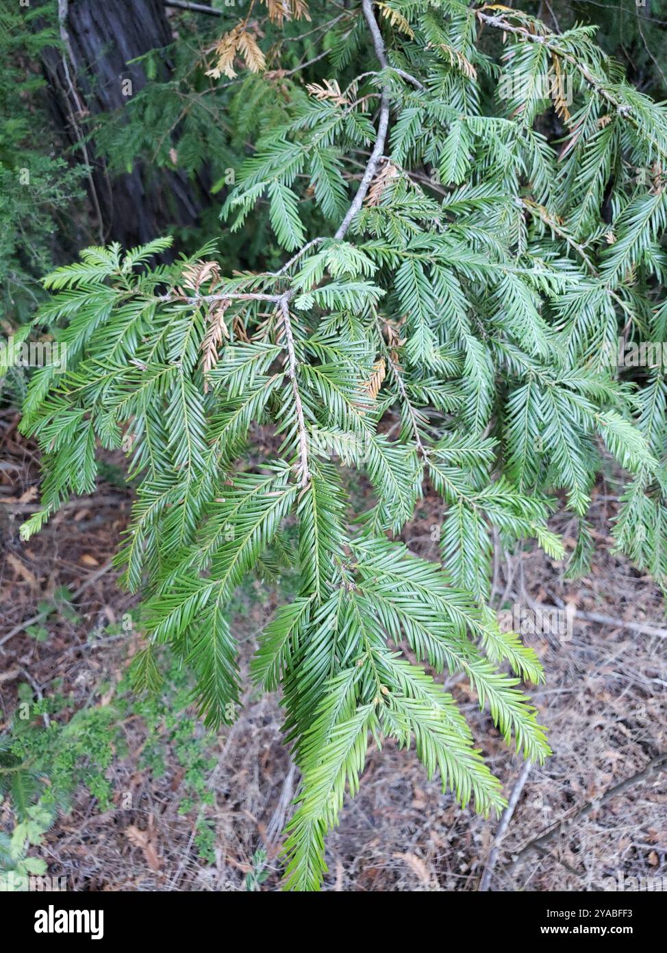 coast redwood (Sequoia sempervirens) Plantae Stock Photo - Alamy