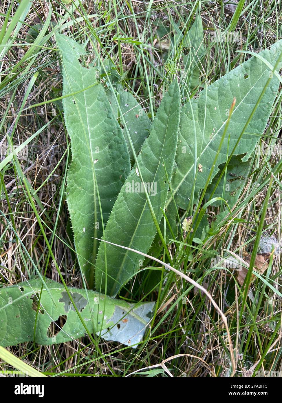 Melancholy Thistle (Cirsium heterophyllum) Plantae Stock Photo - Alamy