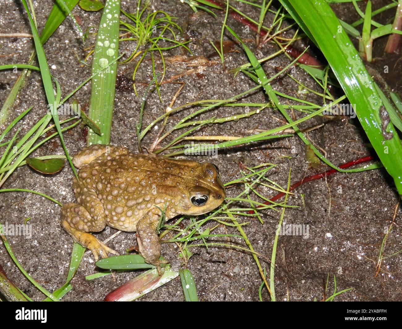 Sand Toad (Vandijkophrynus angusticeps) Amphibia Stock Photo - Alamy