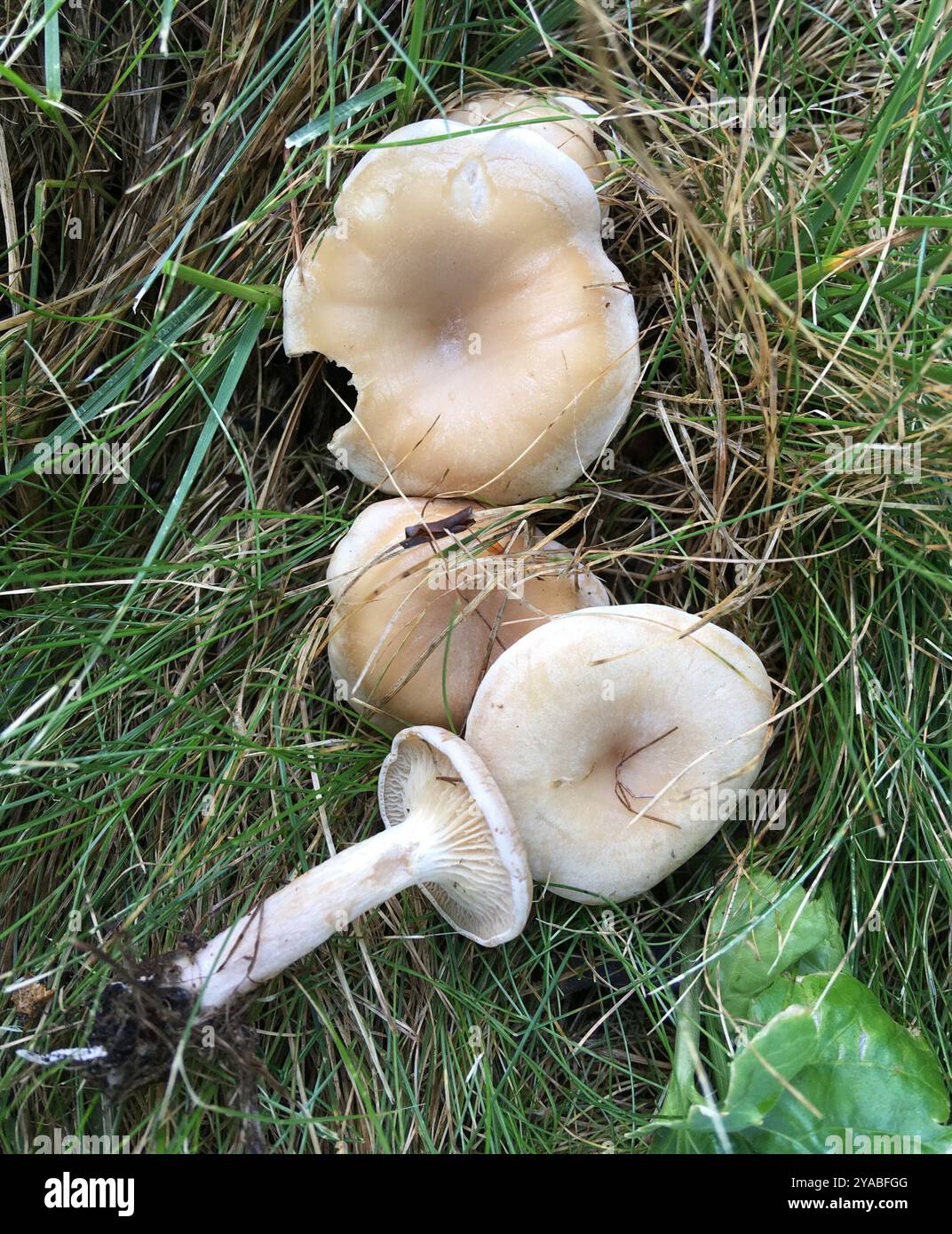 Rivulosa hi-res stock photography and images - Alamy