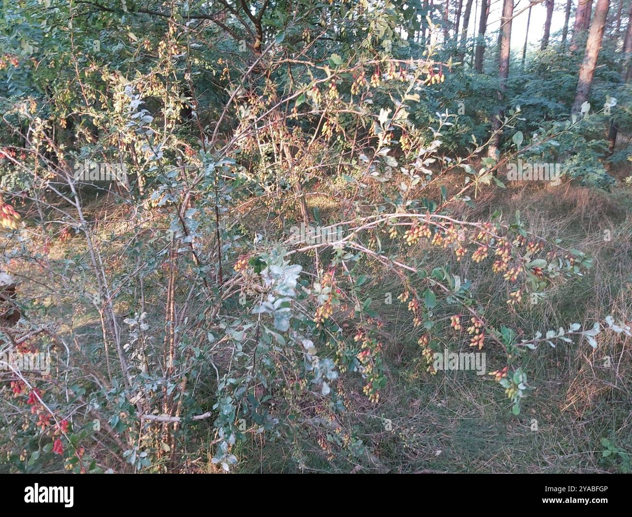 European barberry (Berberis vulgaris) Plantae Stock Photo - Alamy