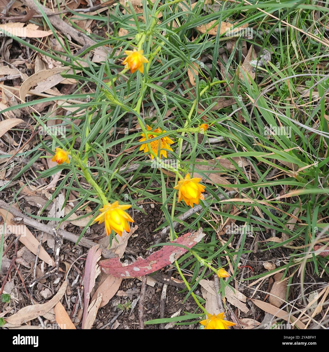 sticky everlasting (Xerochrysum viscosum) Plantae Stock Photo - Alamy