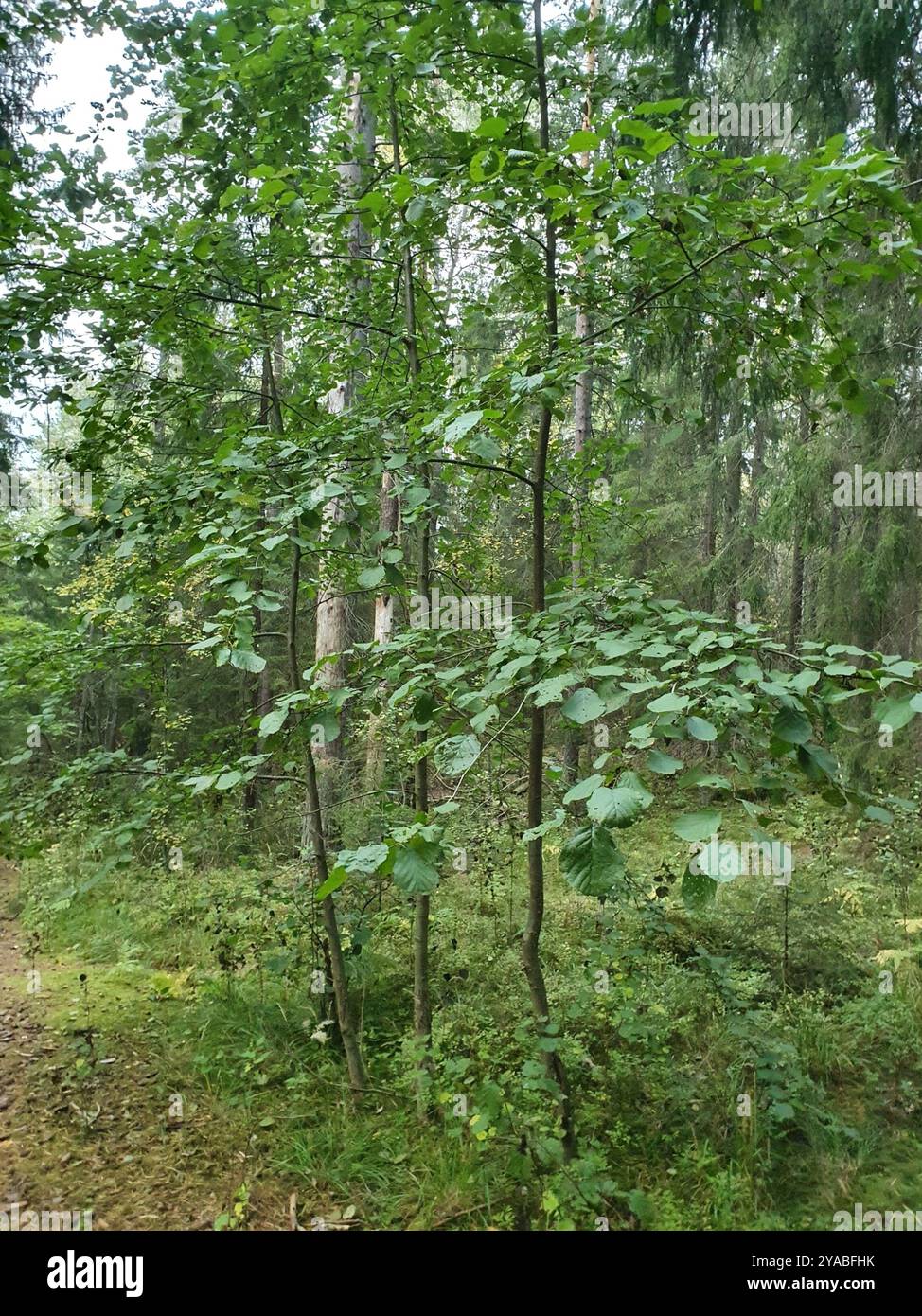 grey alder (Alnus incana) Plantae Stock Photo - Alamy
