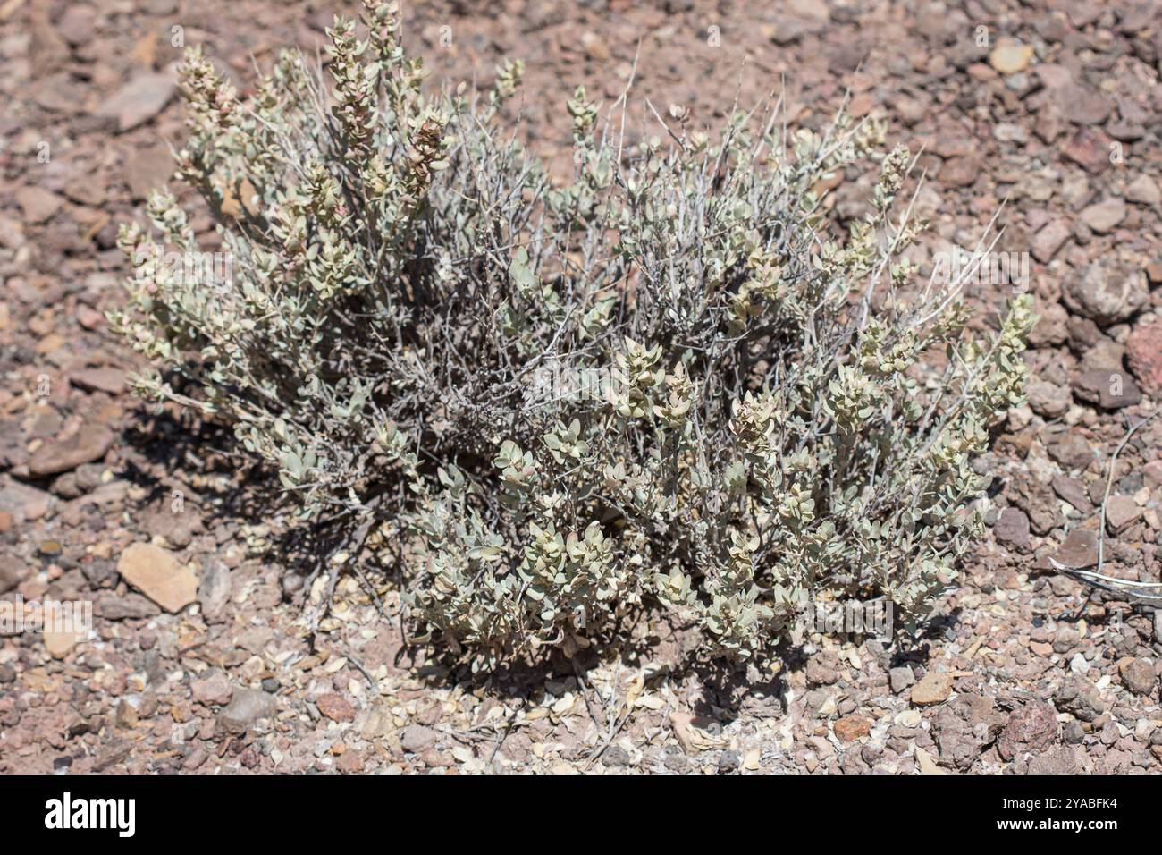 Shadscale Saltbush (Atriplex confertifolia) Plantae Stock Photo - Alamy