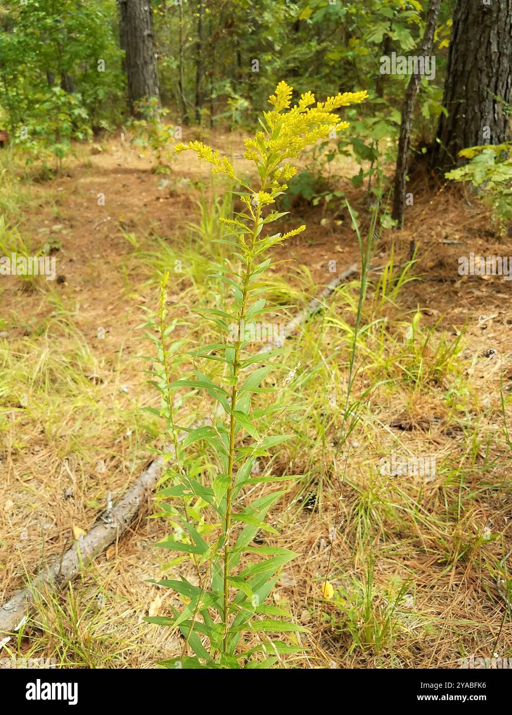 tall goldenrod (Solidago altissima) Plantae Stock Photo - Alamy