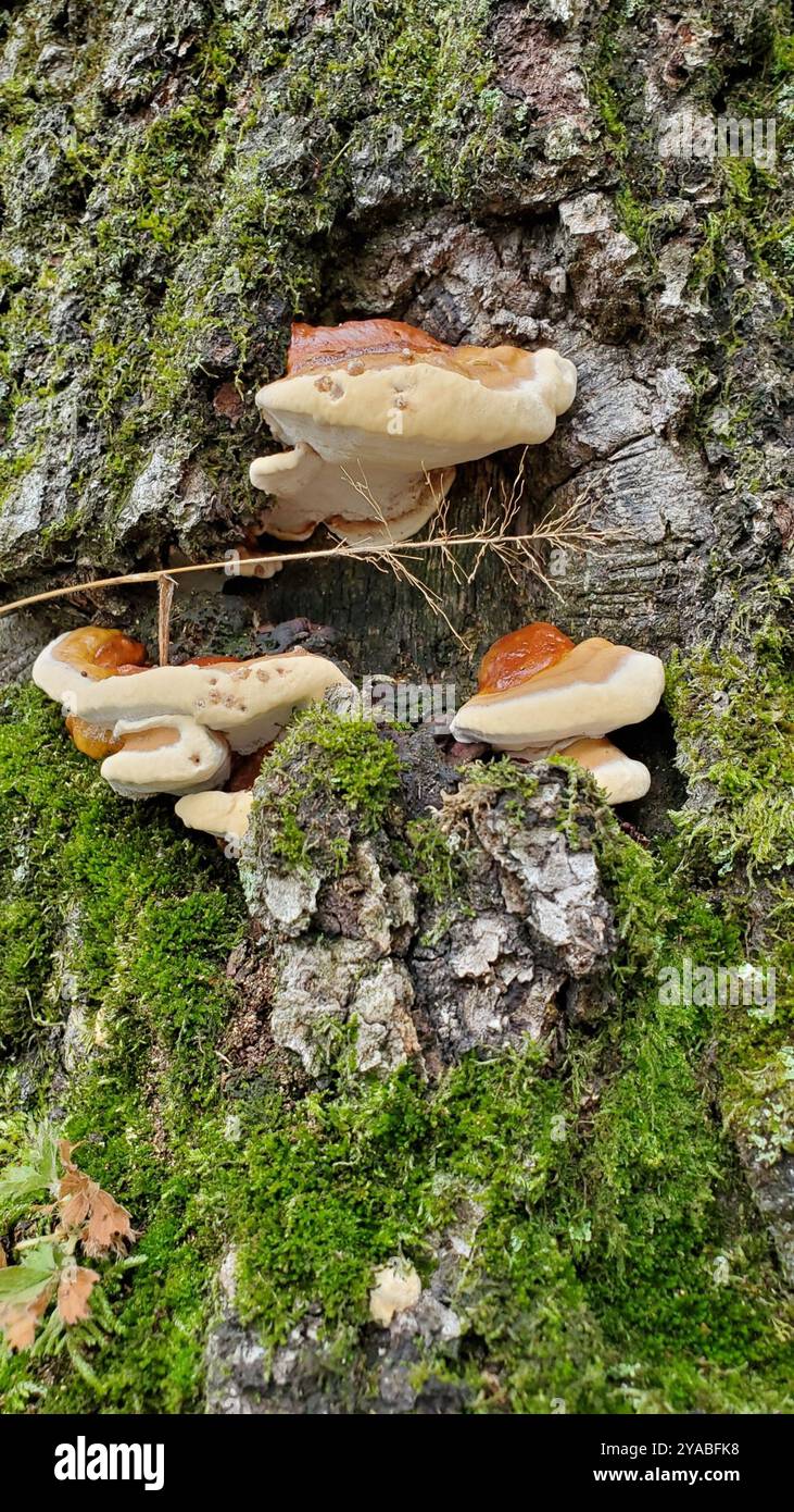 hemlock varnish shelf (Ganoderma tsugae) Fungi Stock Photo - Alamy