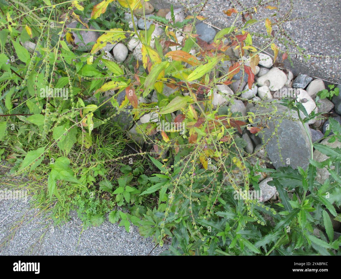 virginia stickseed (Hackelia virginiana) Plantae Stock Photo - Alamy