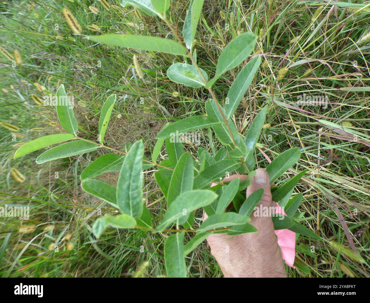 hemp dogbane (Apocynum cannabinum) Plantae Stock Photo - Alamy