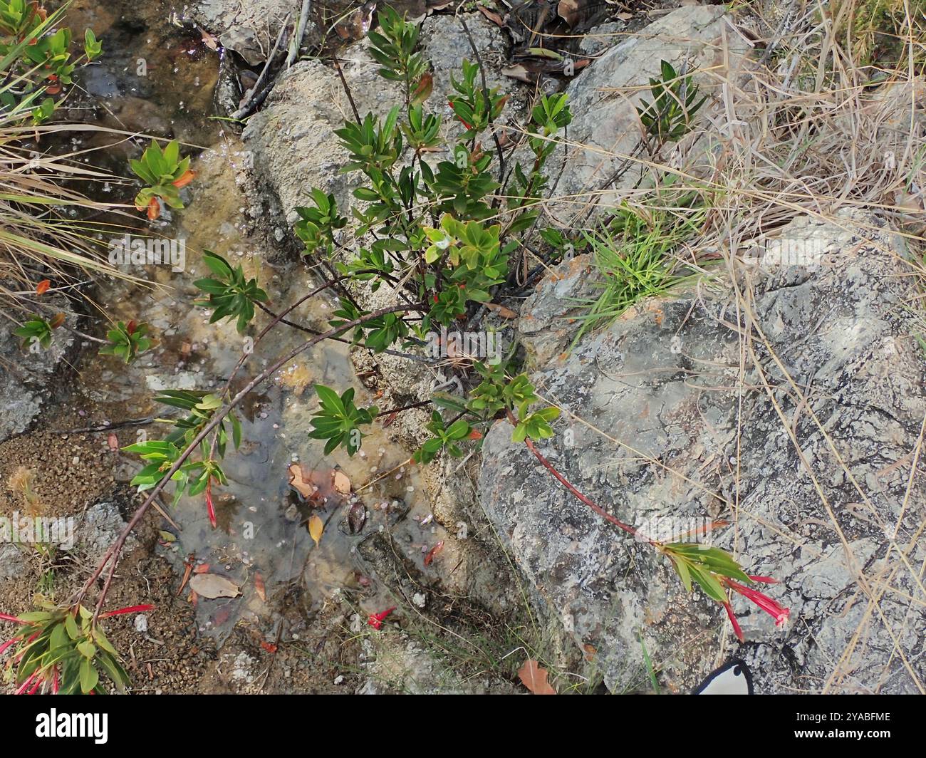 (Augusta longifolia) Plantae Stock Photo - Alamy