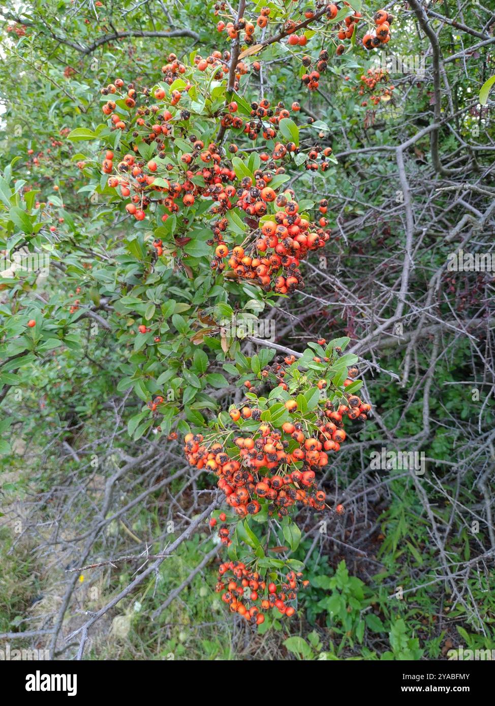 Firethorn (Pyracantha coccinea) Plantae Stock Photo - Alamy