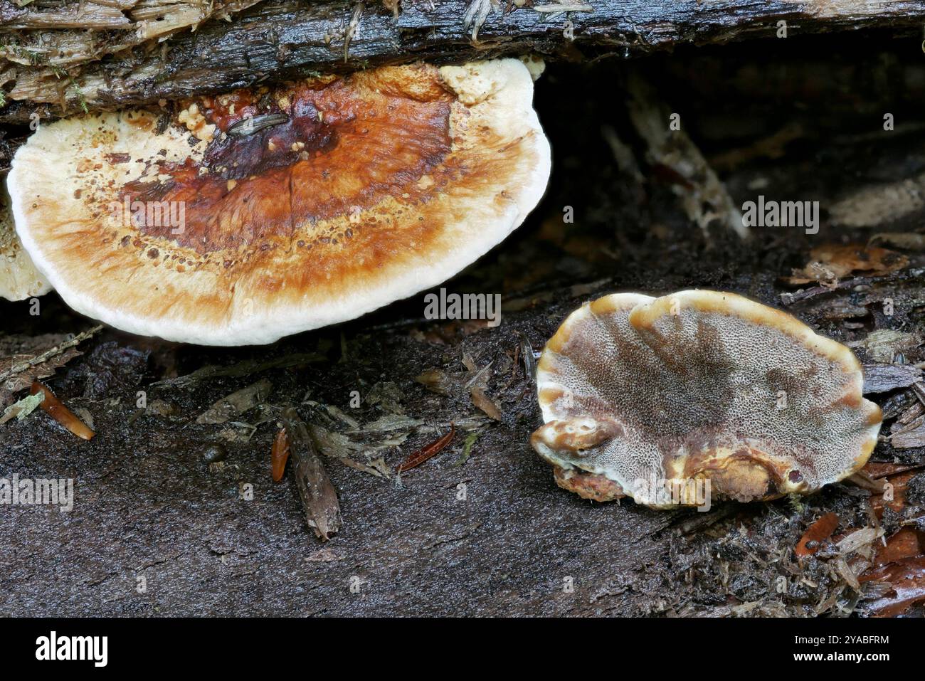 Alder Bracket (Mensularia radiata) Fungi Stock Photo - Alamy