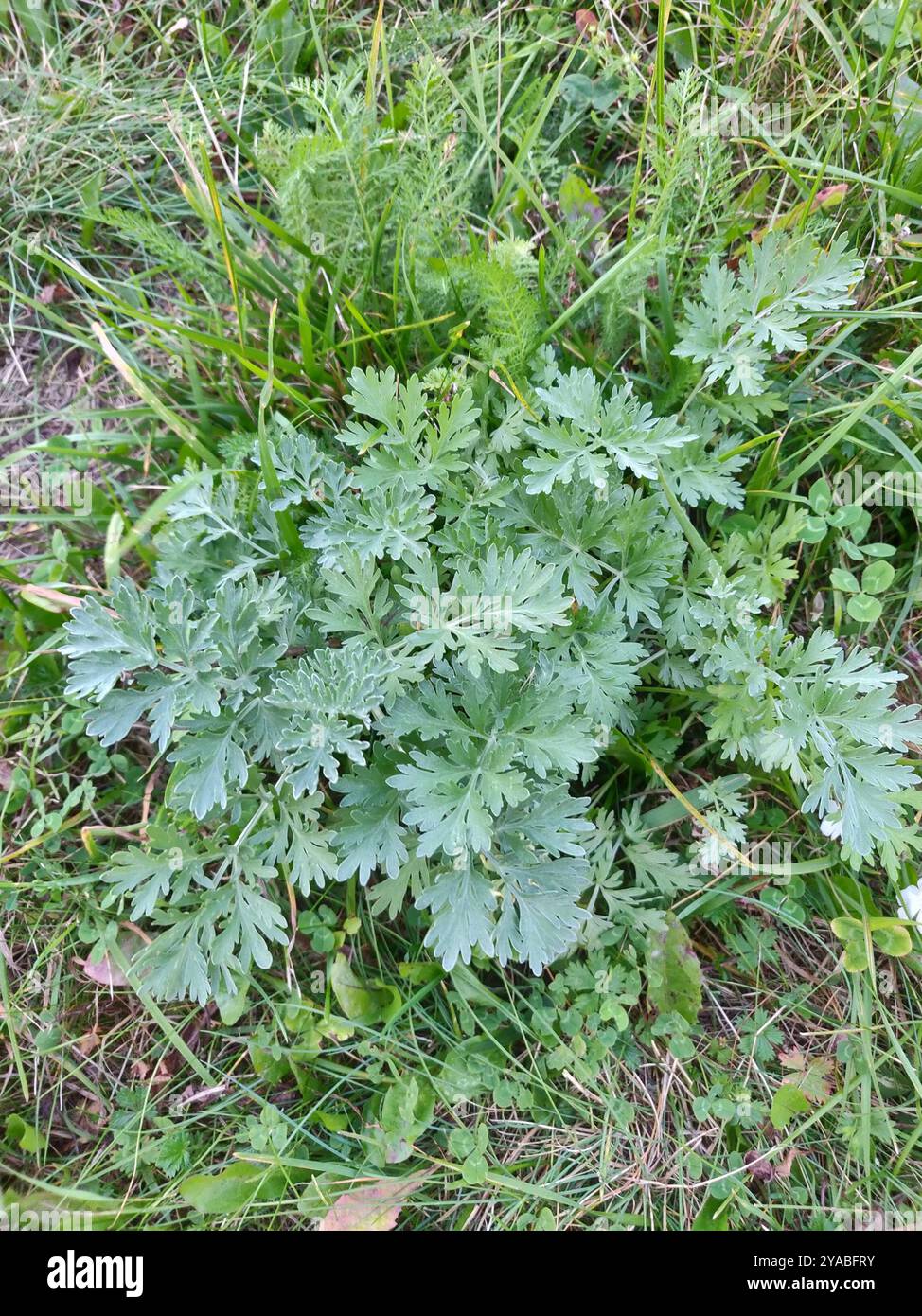 absinthe wormwood (Artemisia absinthium) Plantae Stock Photo - Alamy