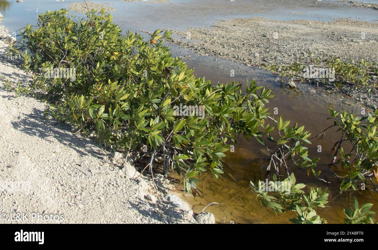 red mangrove (Rhizophora mangle) Plantae Stock Photo - Alamy